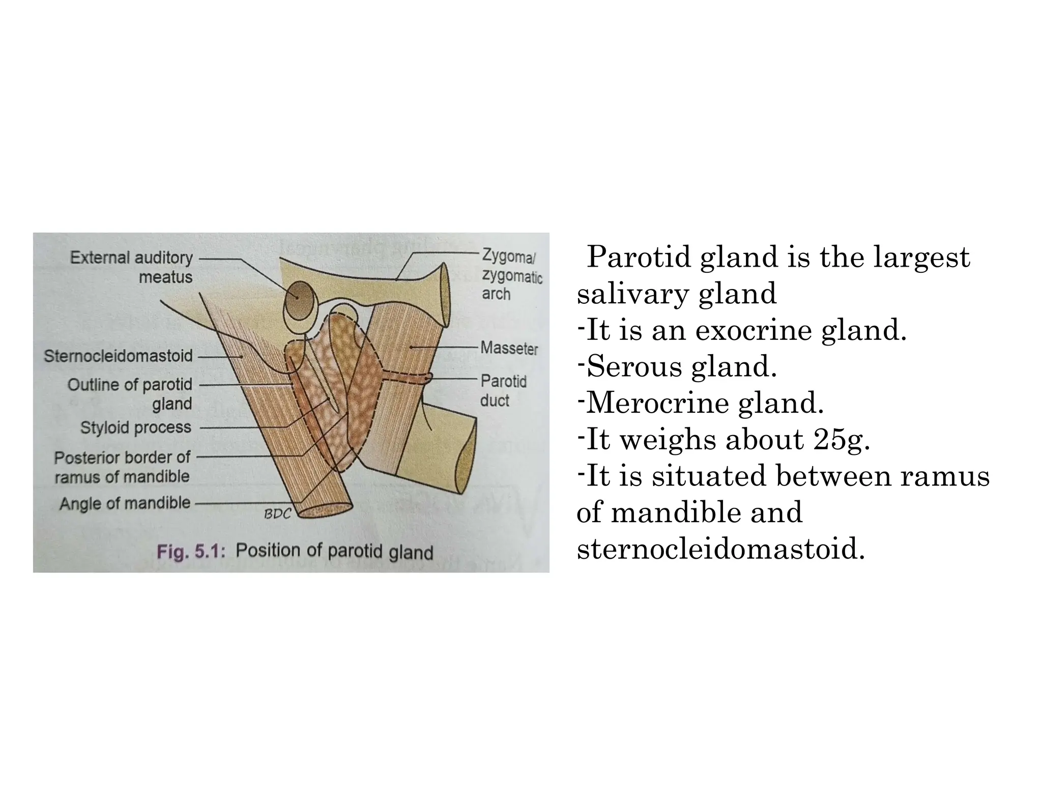 PAROTID GLAND SLIDES.pdf -- SIMMING AND TEAM MATES - M56 | PPT
