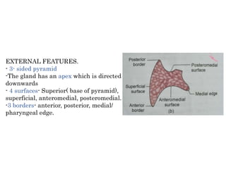 PAROTID GLAND SLIDES.pdf -- SIMMING AND TEAM MATES - M56 | PPT
