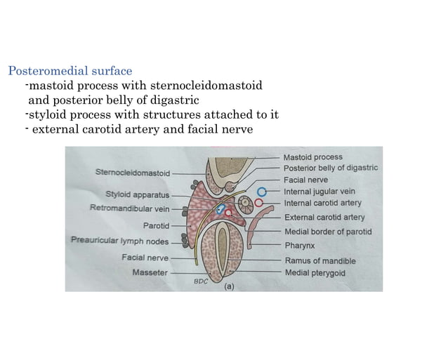 PAROTID GLAND SLIDES.pdf -- SIMMING AND TEAM MATES - M56 | PPT