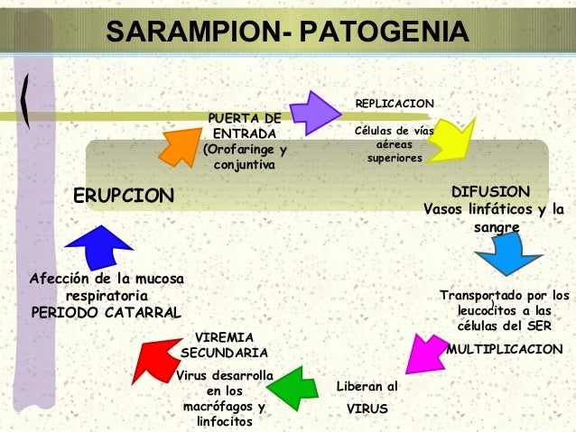 Parotiditis sarampion rubeola