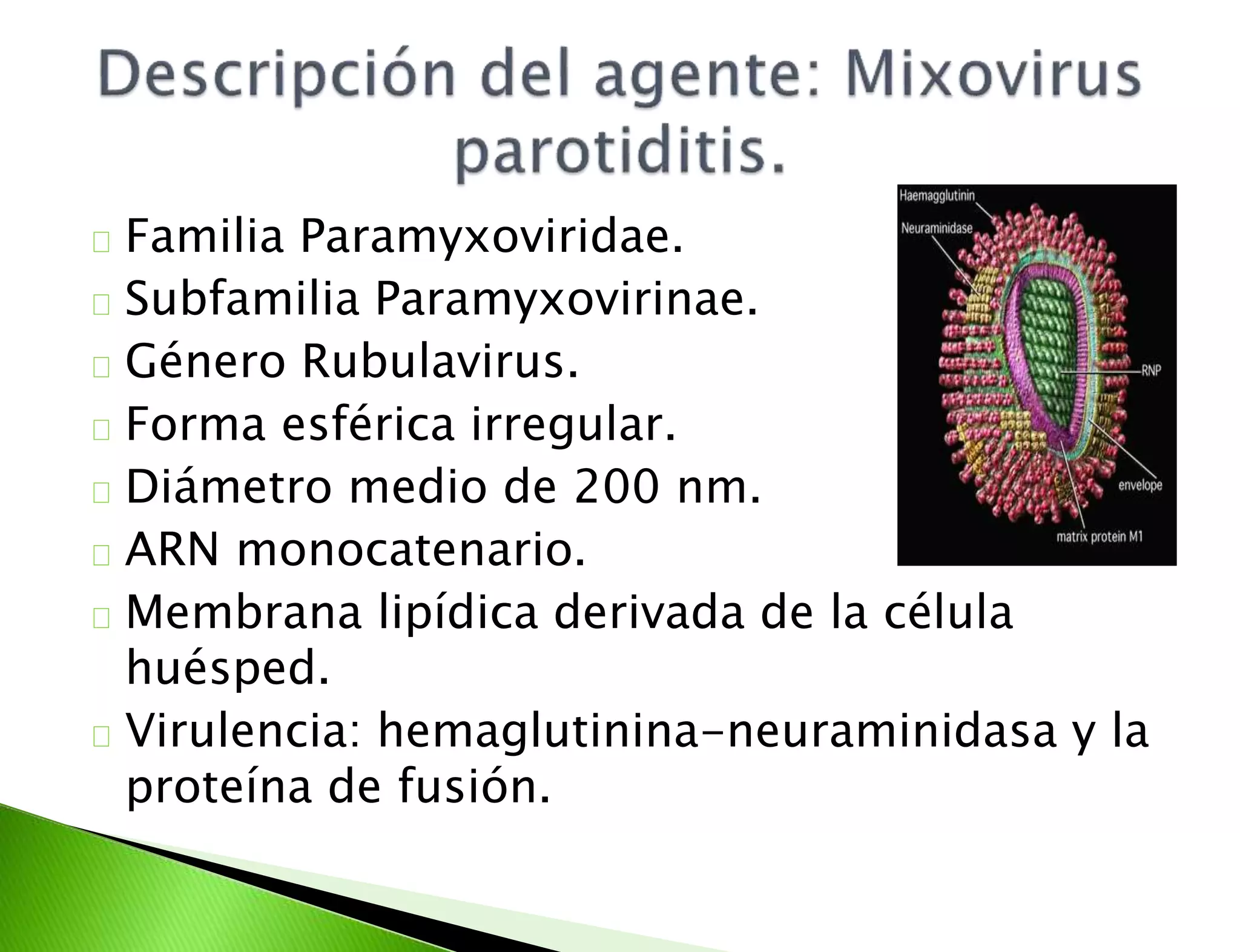 Parotiditis viral | PPT