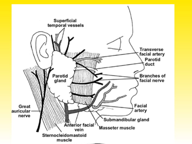 Parotid region