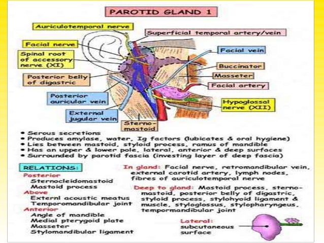 Parotid region
