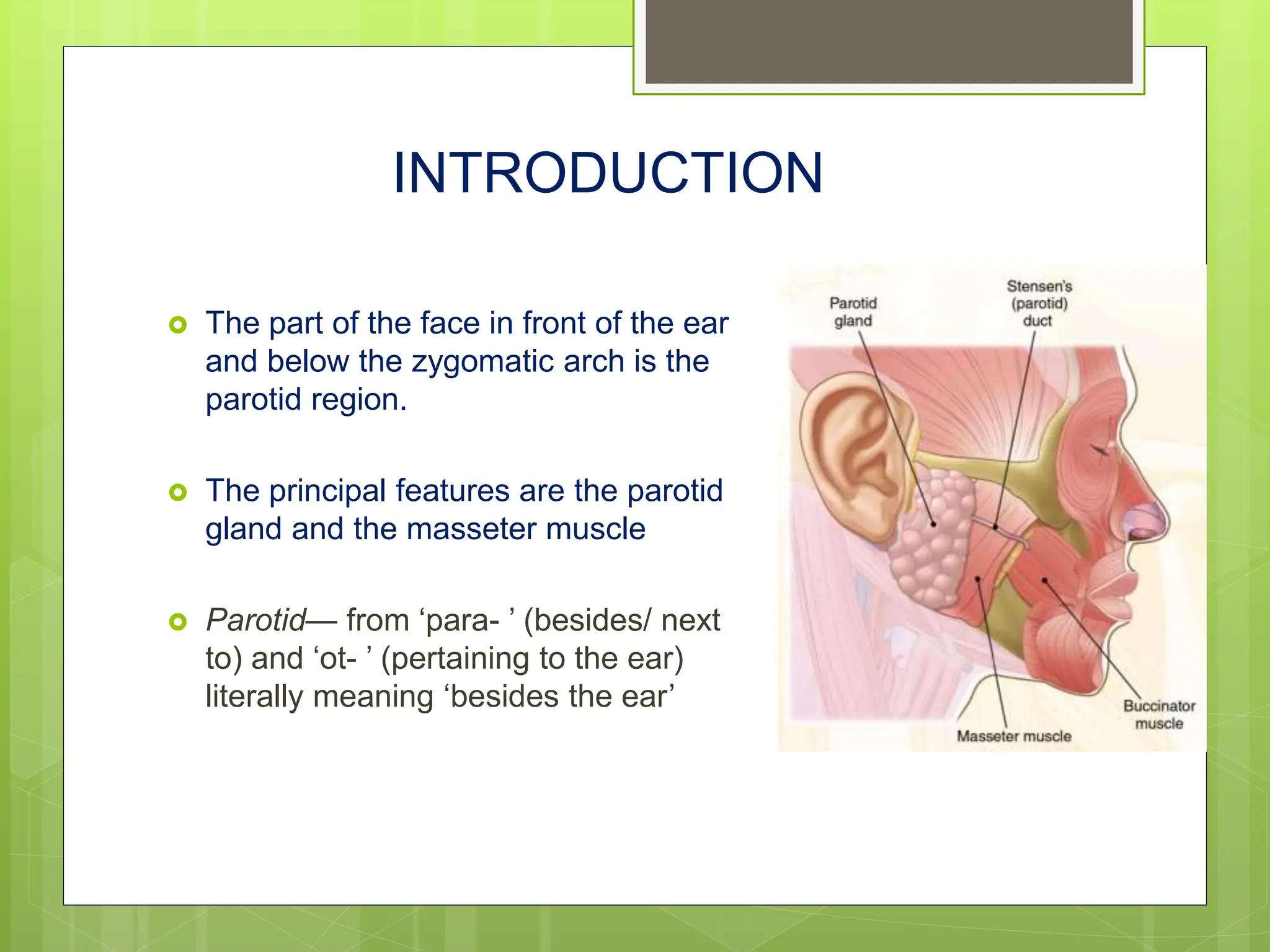 Parotid gland anatomy and applied aspects .pptx