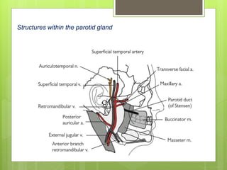 Parotid gland anatomy and applied aspects .pptx