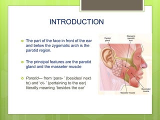Parotid gland anatomy and applied aspects .pptx