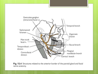 Parotid gland anatomy and applied aspects .pptx