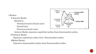 Parotid region (By: Anslin Jerbiha.E ).pptx