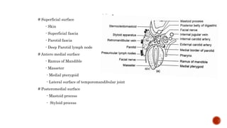 Parotid region (By: Anslin Jerbiha.E ).pptx
