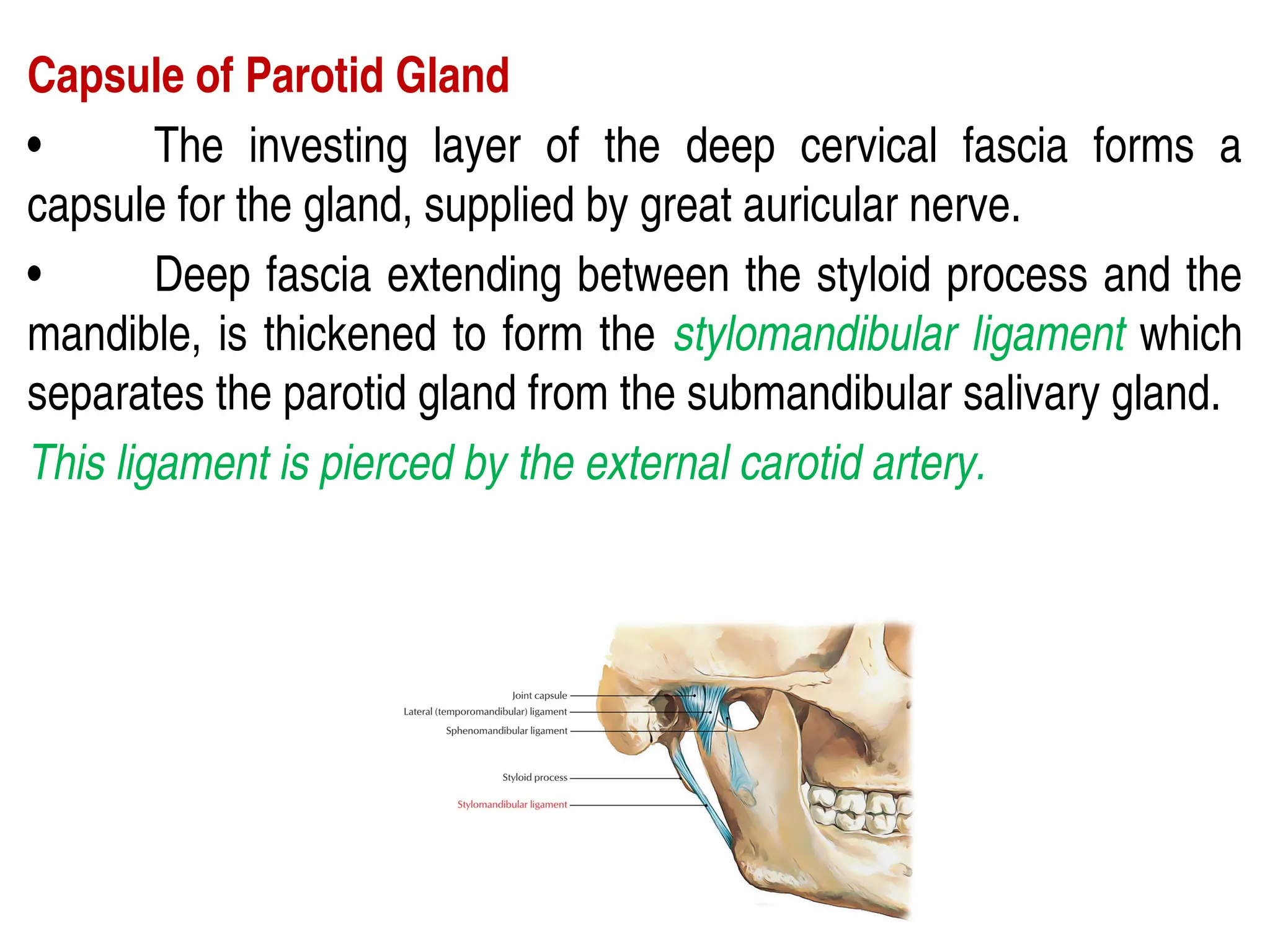 parotid region including the anatomy of parotid salivary gland | PPT
