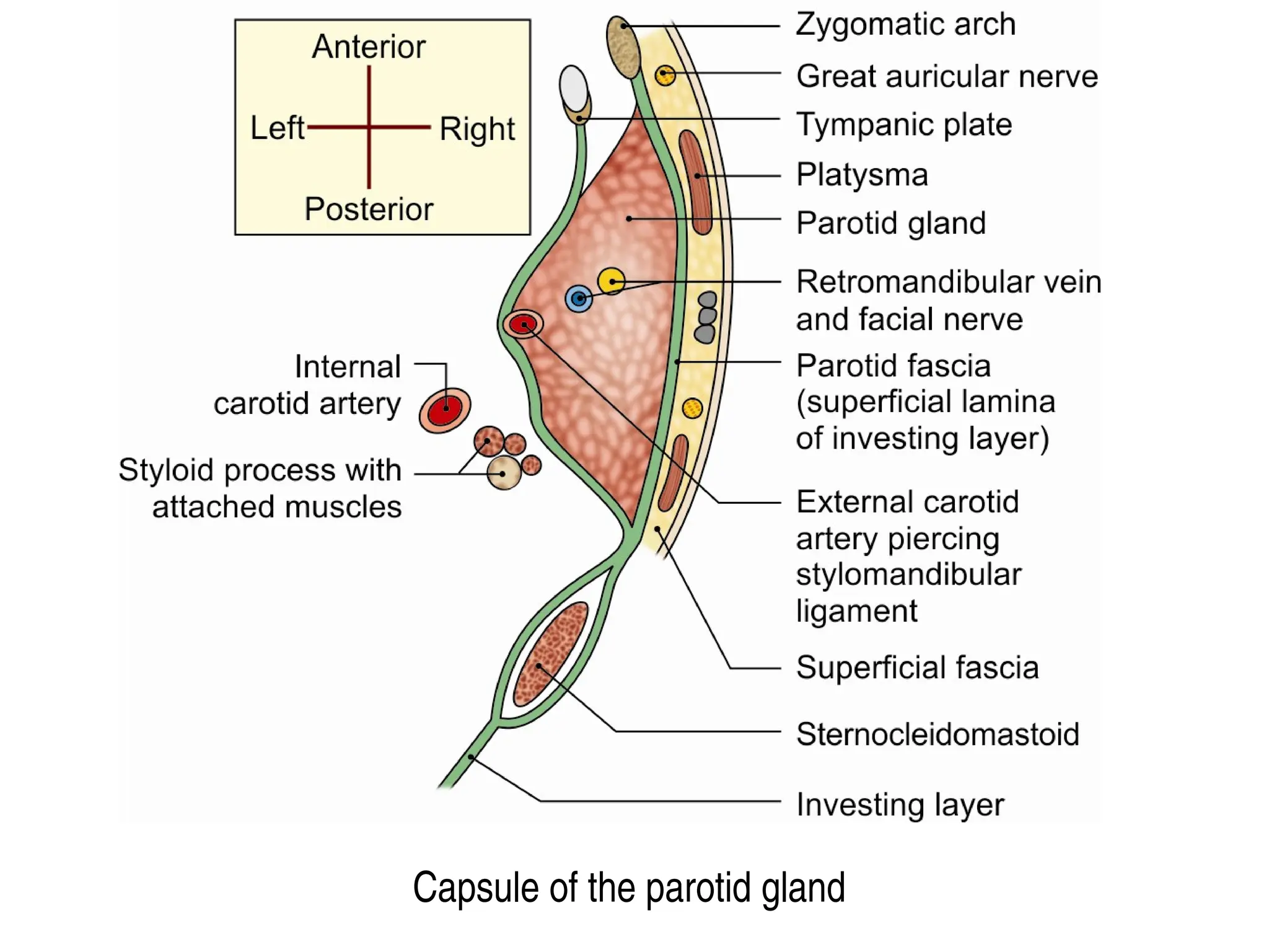 parotid region including the anatomy of parotid salivary gland | PPT