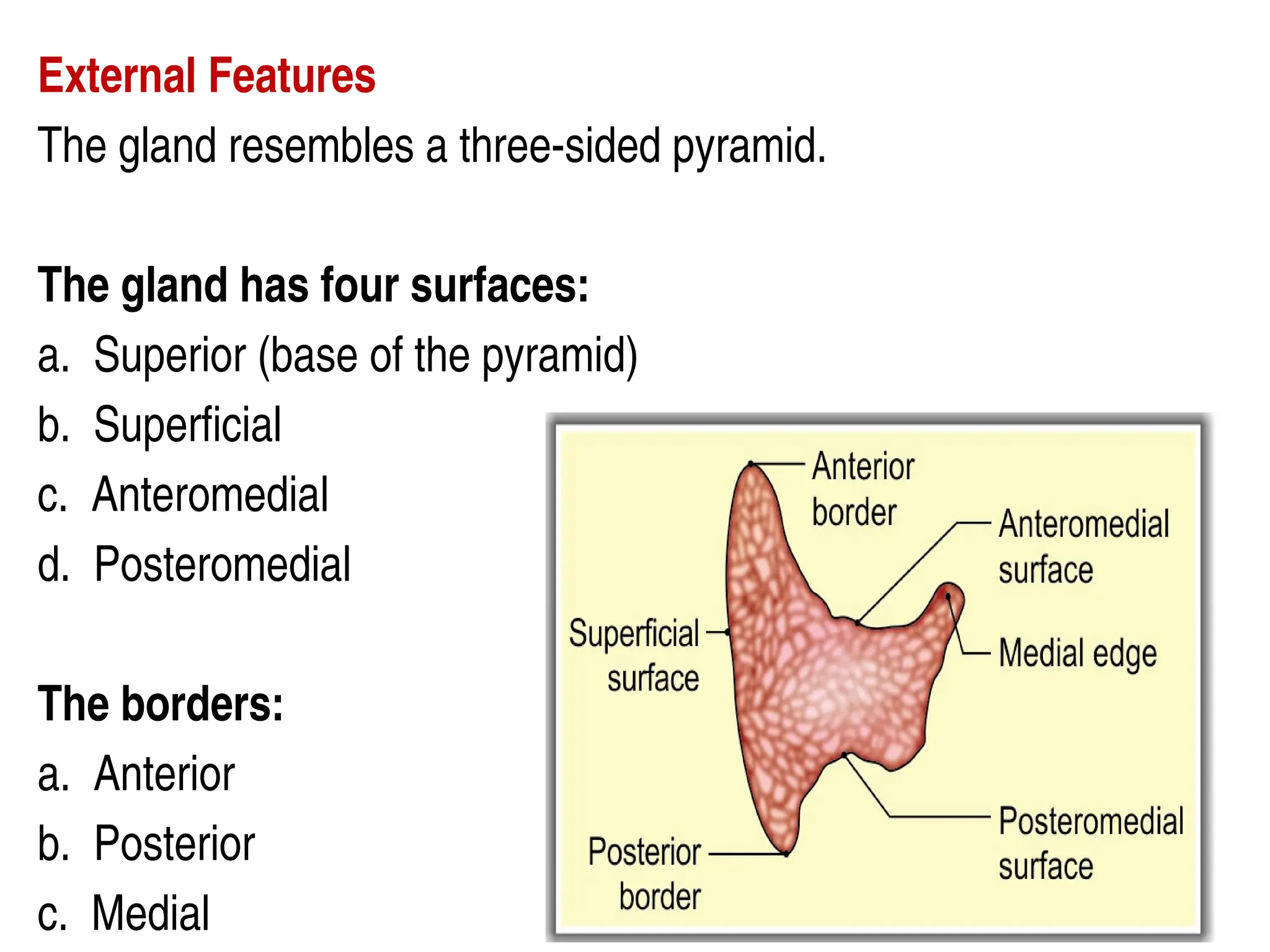 parotid region including the anatomy of parotid salivary gland | PPT