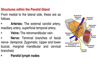 parotid region including the anatomy of parotid salivary gland | PPT