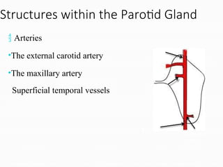 parotid region including the anatomy of parotid salivary gland | PPT