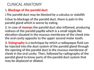 parotid region including the anatomy of parotid salivary gland | PPT
