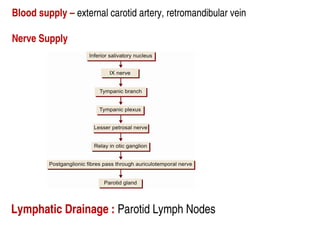 parotid region including the anatomy of parotid salivary gland | PPT