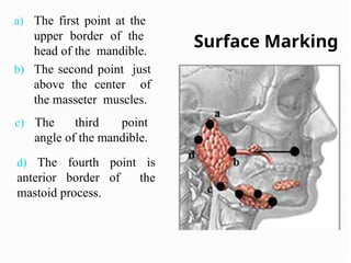 parotid region including the anatomy of parotid salivary gland | PPT