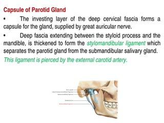 parotid region including the anatomy of parotid salivary gland | PPT
