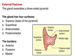 parotid region including the anatomy of parotid salivary gland | PPT