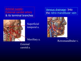Parotid_Region.ppt