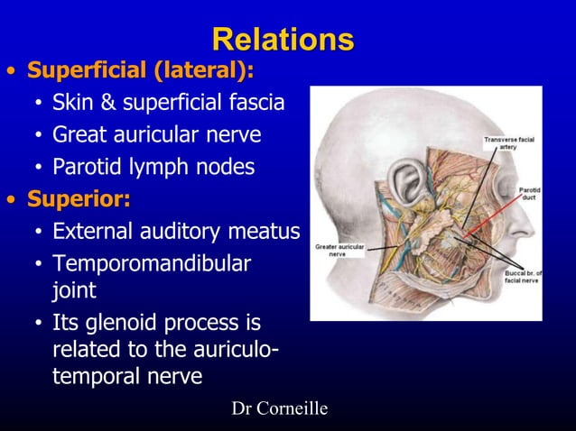 Parotid_Region.ppt