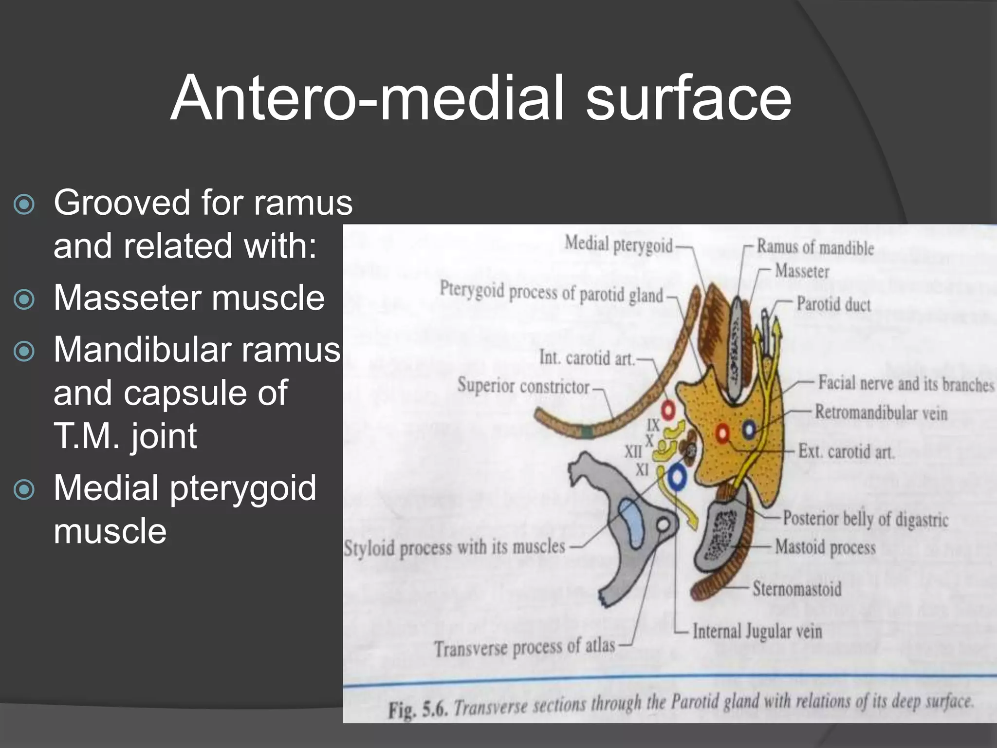 Parotid region and facial nerve | PPTX