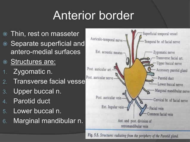 Parotid region and facial nerve | PPTX