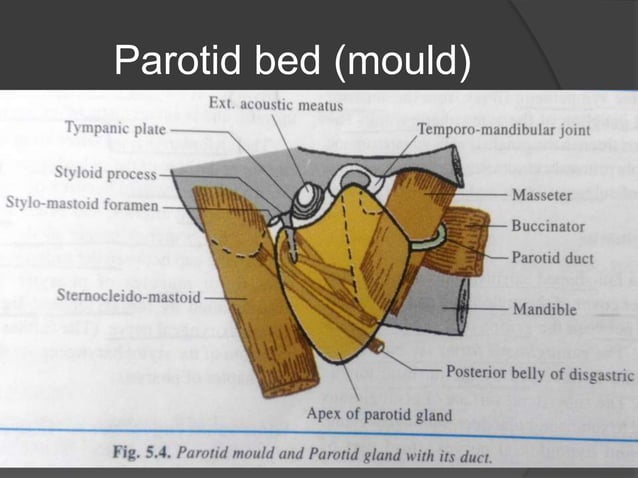 Parotid region and facial nerve | PPTX
