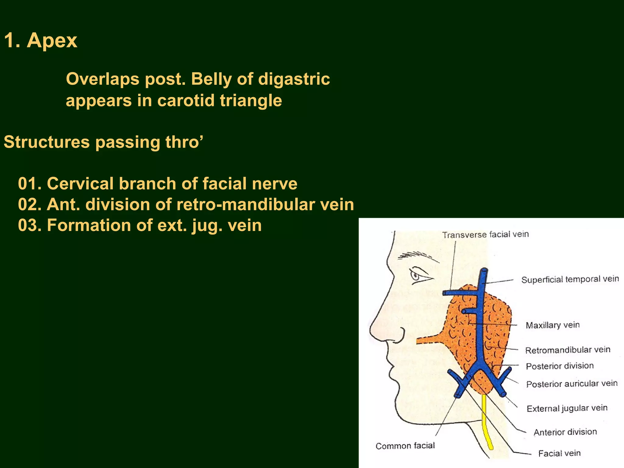Parotid salivary gland | PPT