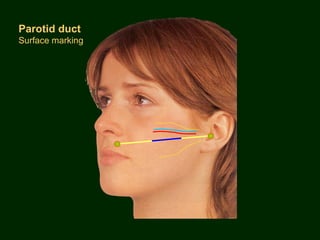 Parotid salivary gland | PPT
