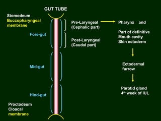Parotid salivary gland | PPT