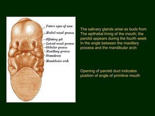 Parotid salivary gland | PPT