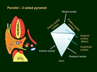 Parotid salivary gland | PPT