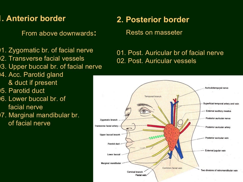 Parotid Salivary Gland