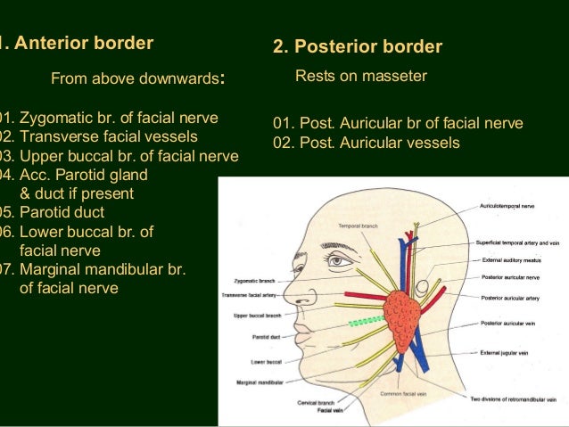 Parotid Gland Duct Anatomy