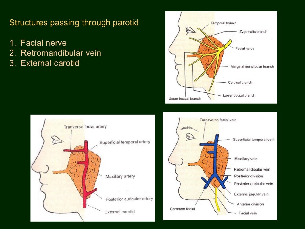 Parotid salivary gland