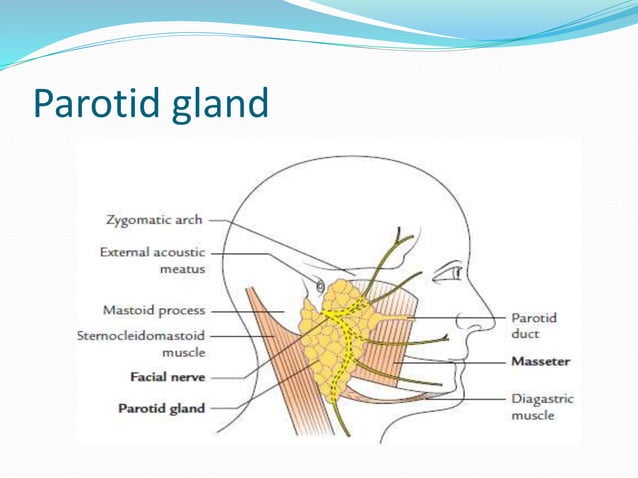Parotid gland | PPT