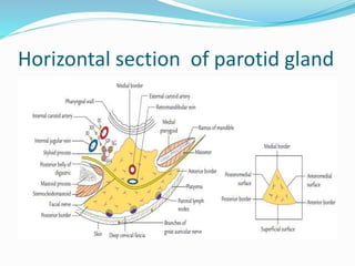 Parotid gland | PPT