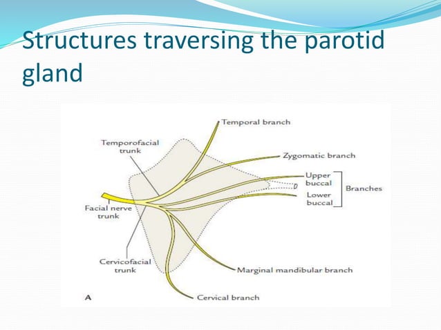 Parotid Gland Ppt