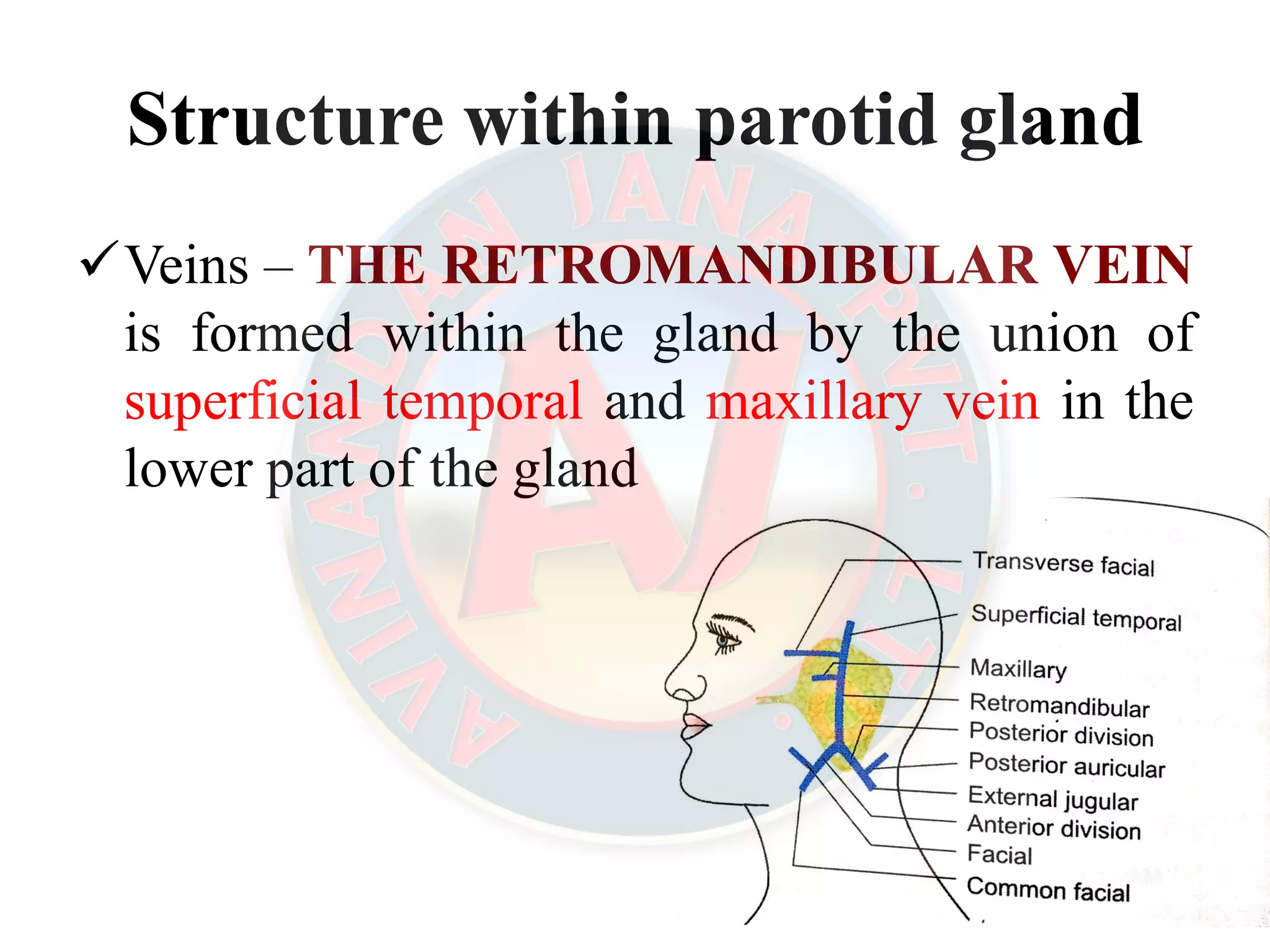 PAROTID GLAND | PDF