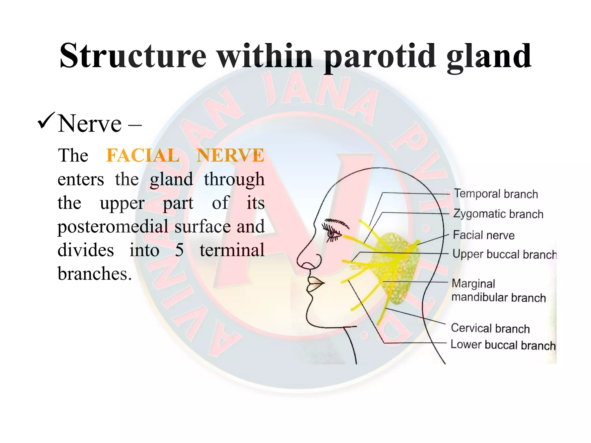 PAROTID GLAND | PDF