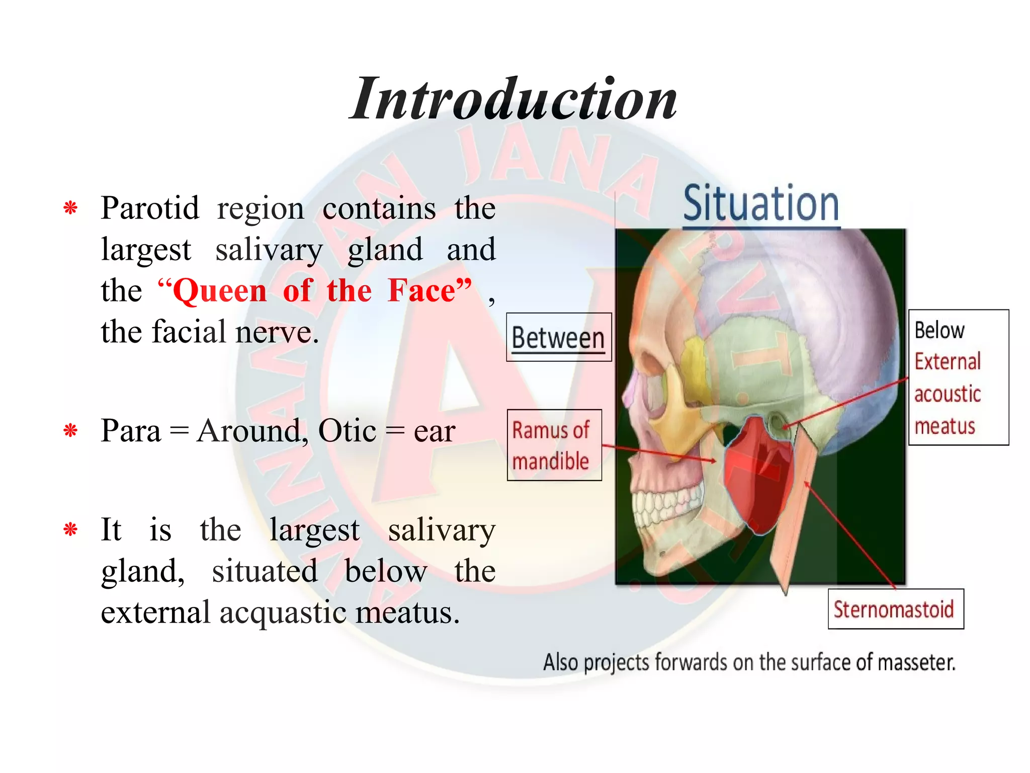PAROTID GLAND | PDF