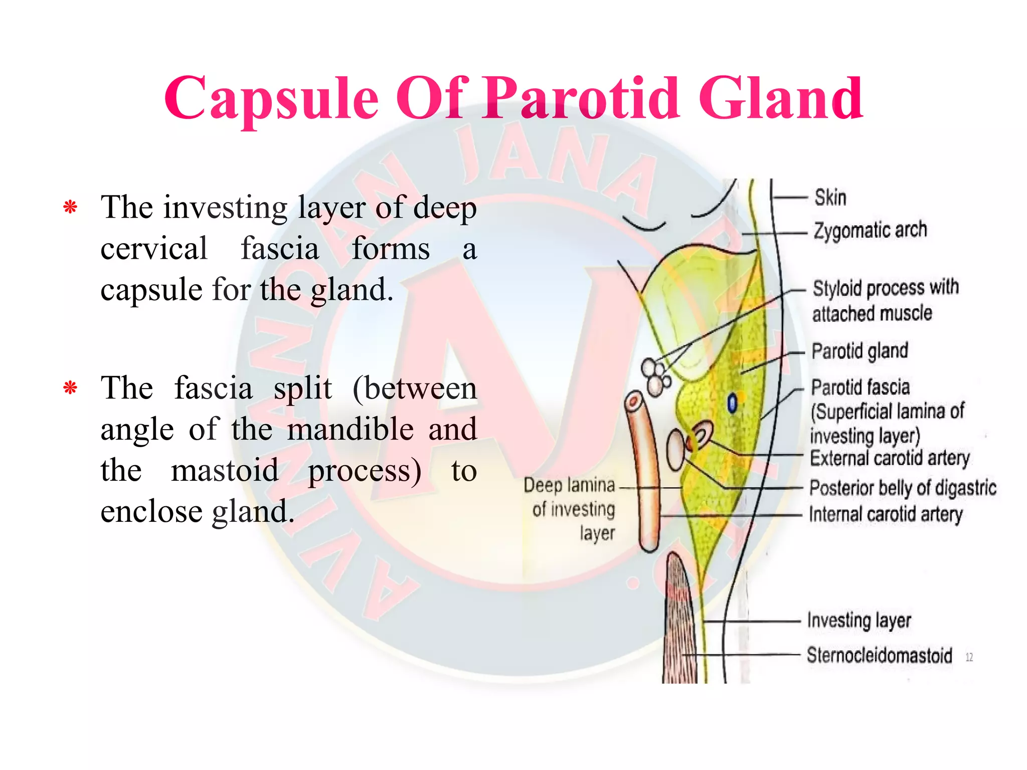 PAROTID GLAND | PDF