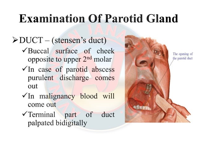 PAROTID GLAND | PPT