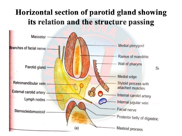 PAROTID GLAND