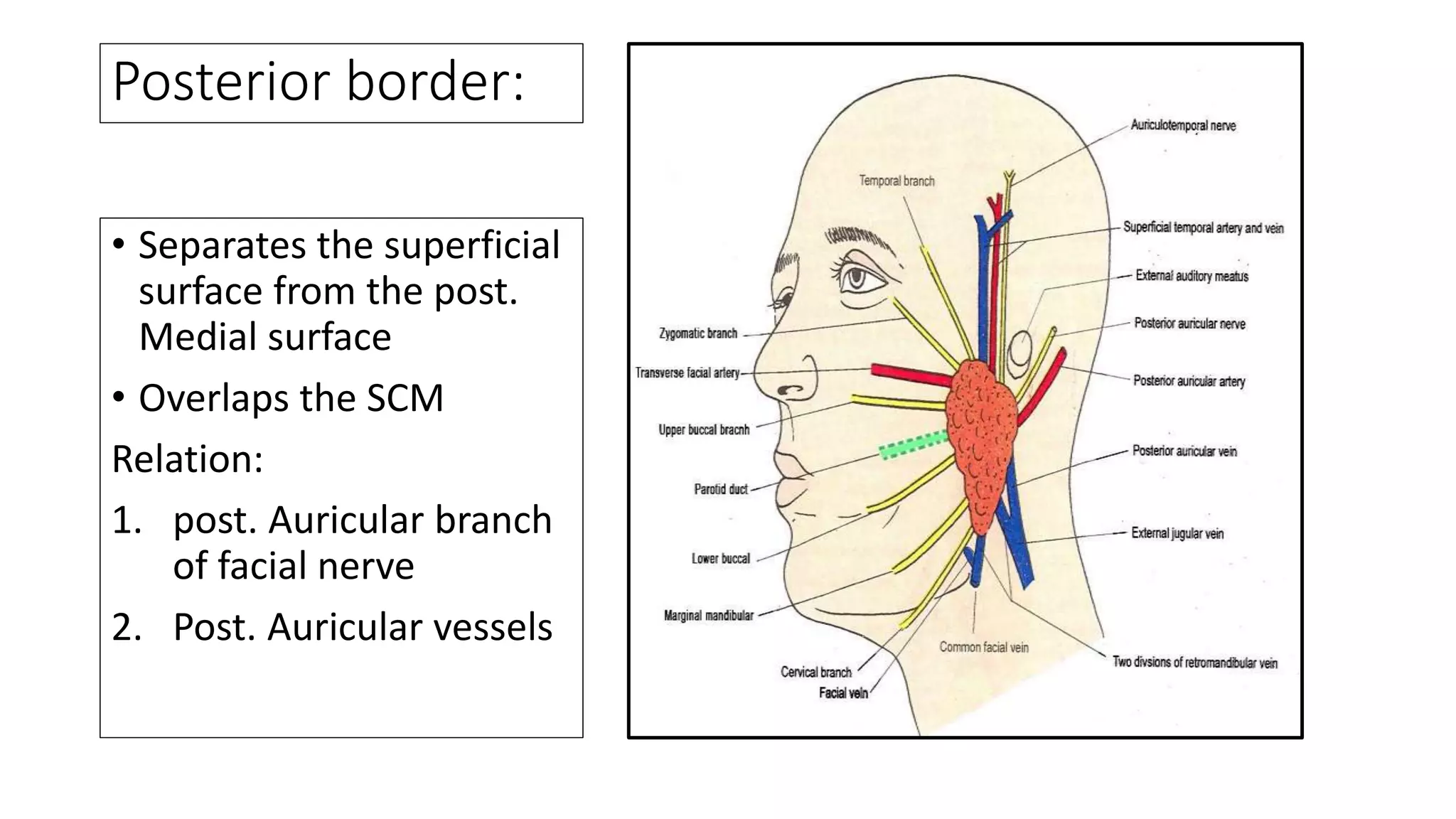 PAROTID SUBMANDIBULAR & SUBLINGUAL SALIVARY GLANDS.pptx