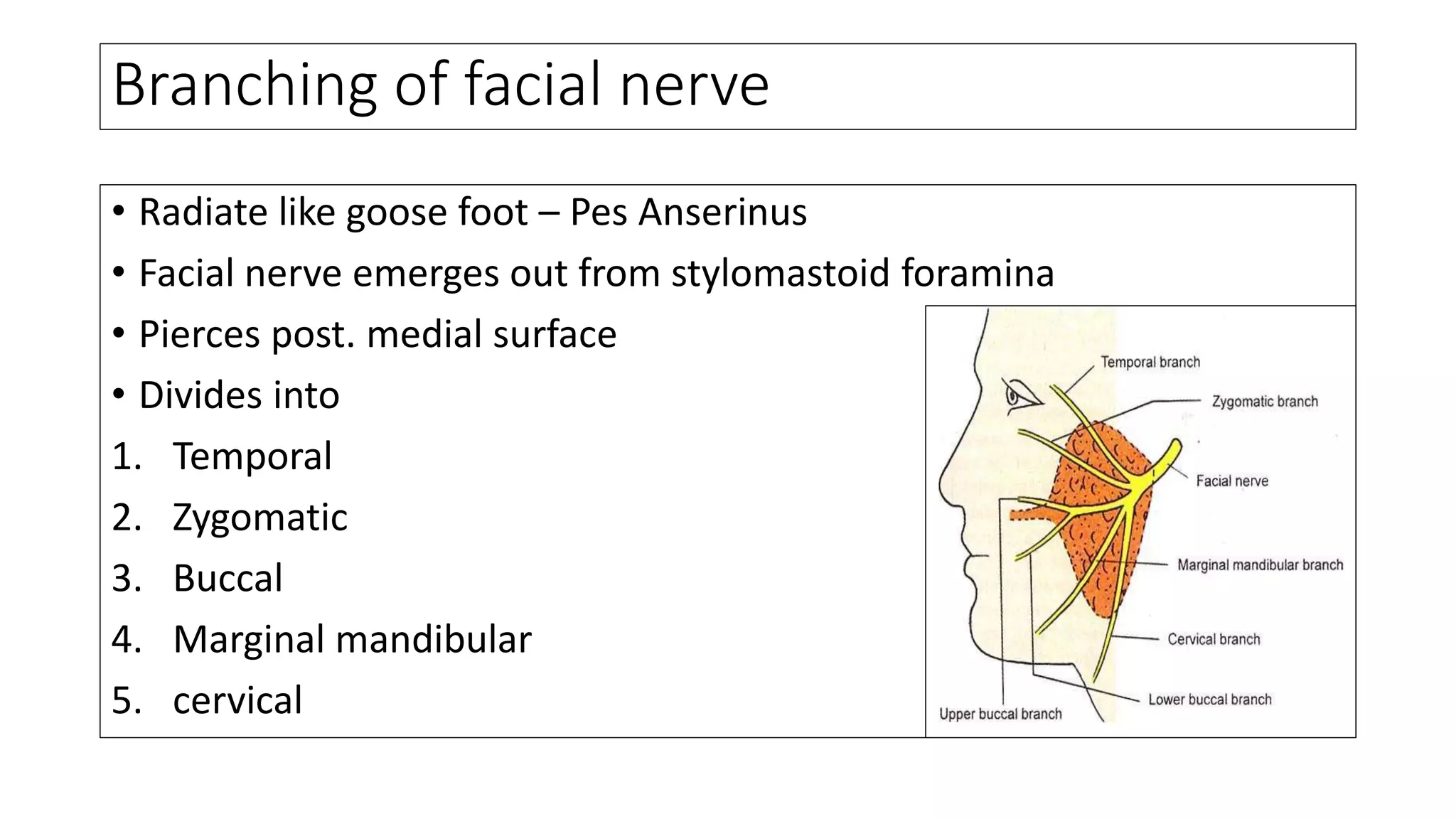 PAROTID SUBMANDIBULAR & SUBLINGUAL SALIVARY GLANDS.pptx
