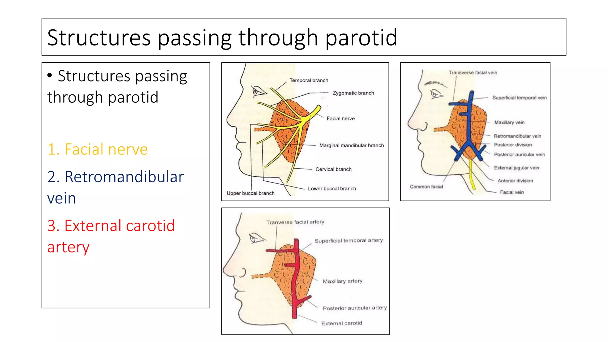 PAROTID SUBMANDIBULAR & SUBLINGUAL SALIVARY GLANDS.pptx