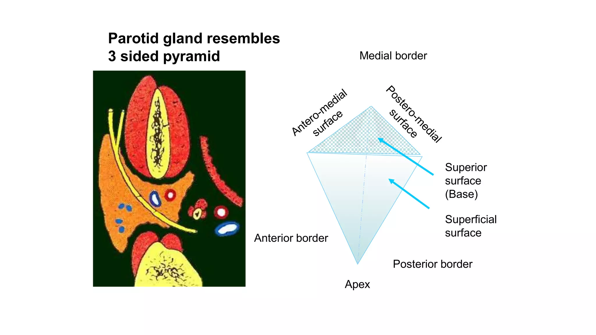 PAROTID SUBMANDIBULAR & SUBLINGUAL SALIVARY GLANDS.pptx