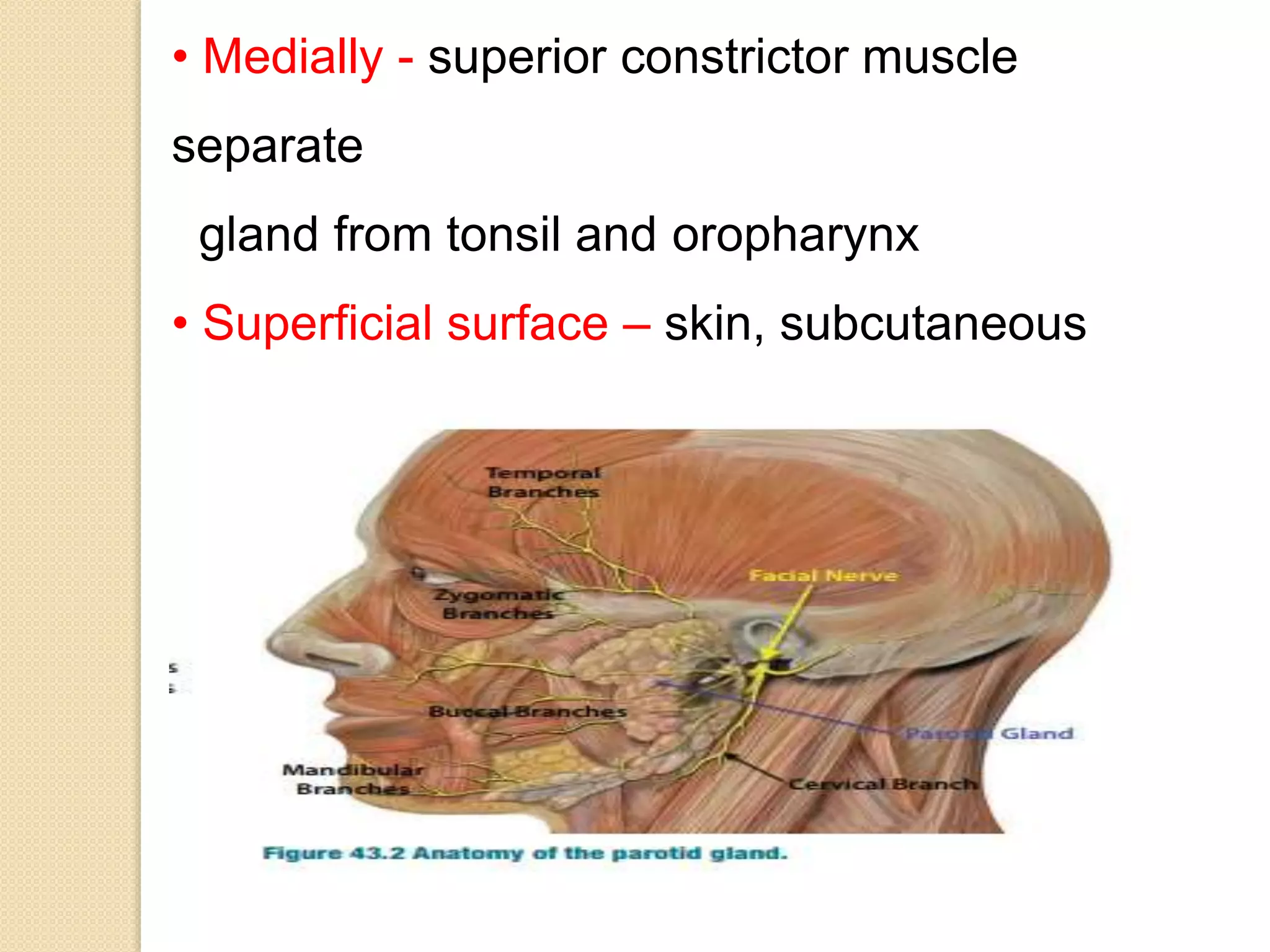 Parotid surgery | PPTX